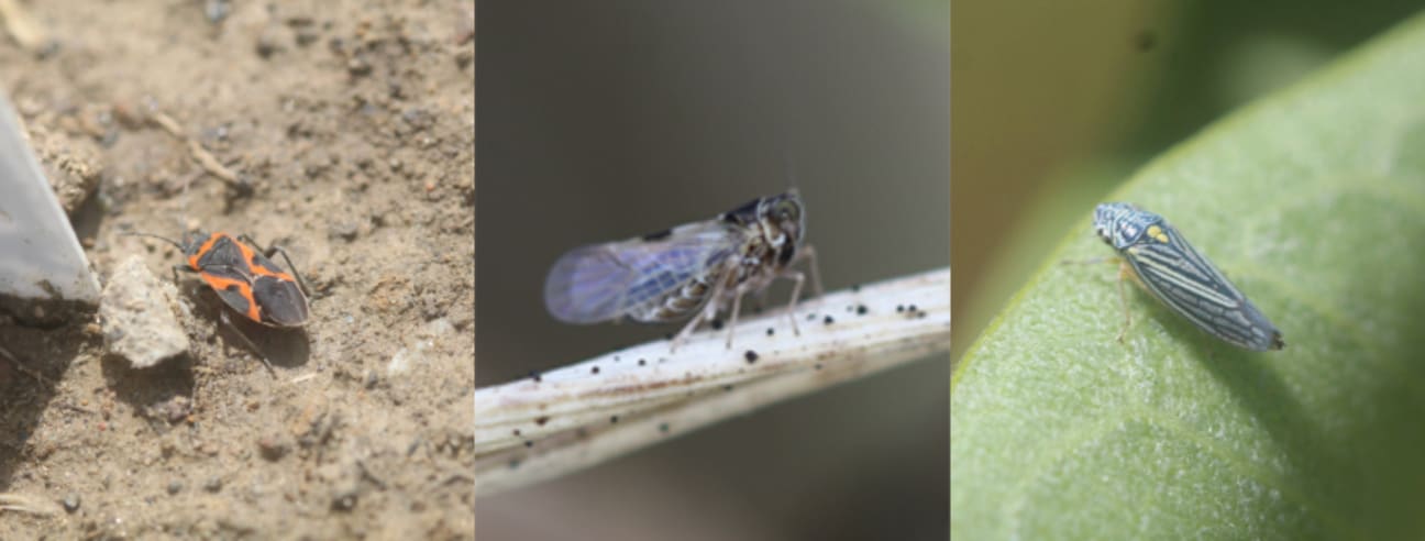 what bugs are insects