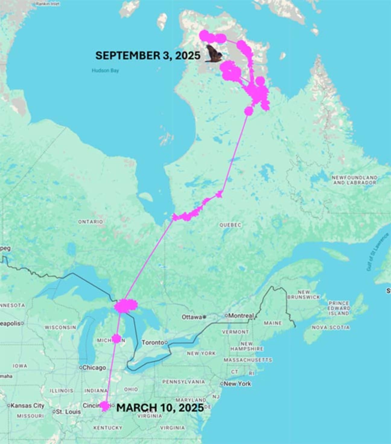 golden eagle migration time