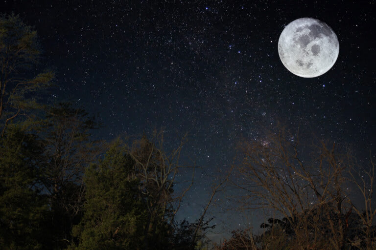Full "Frog" Micro Moon Hike | Bernheim Forest and Arboretum