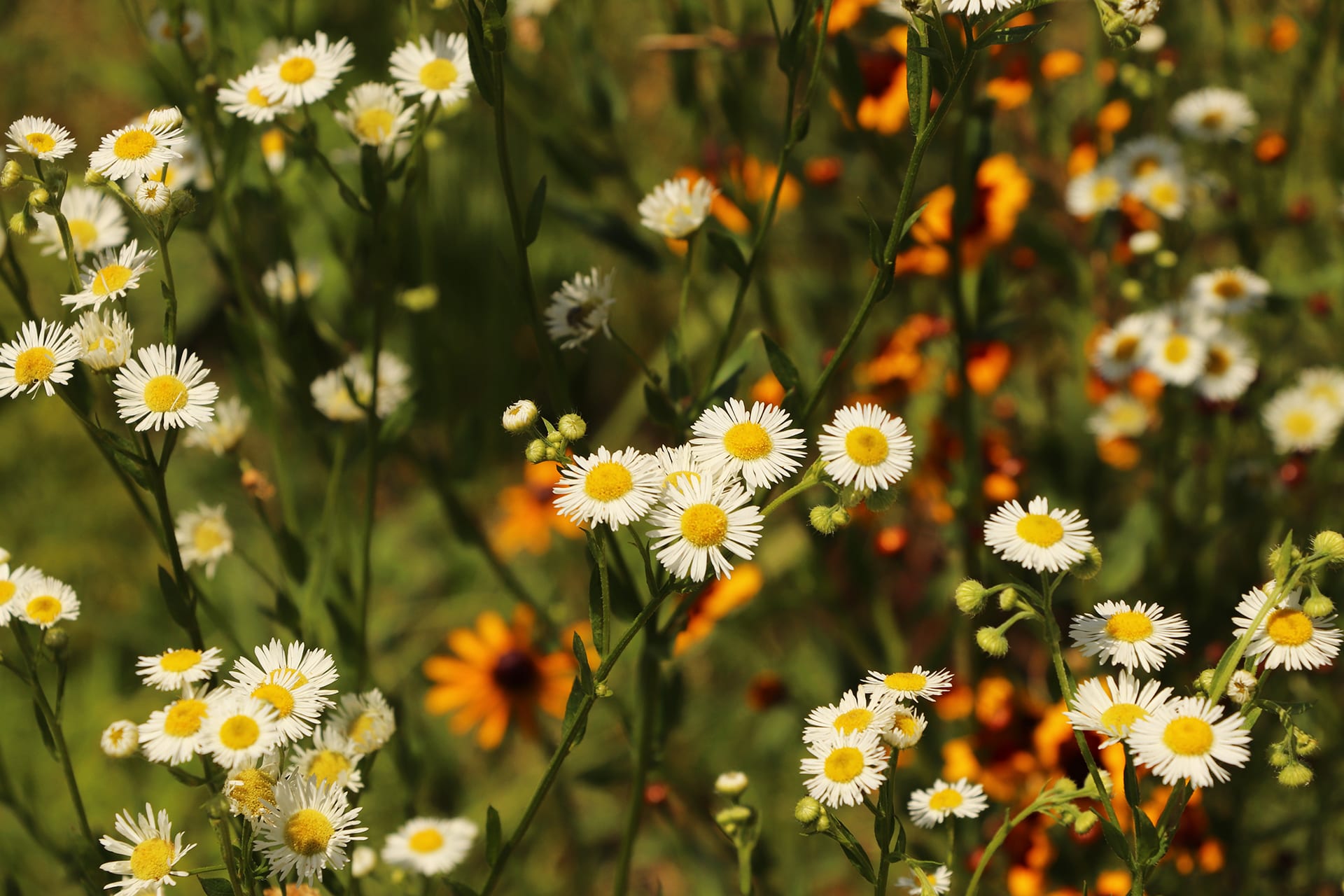 Seed Collecting | Bernheim Forest and Arboretum