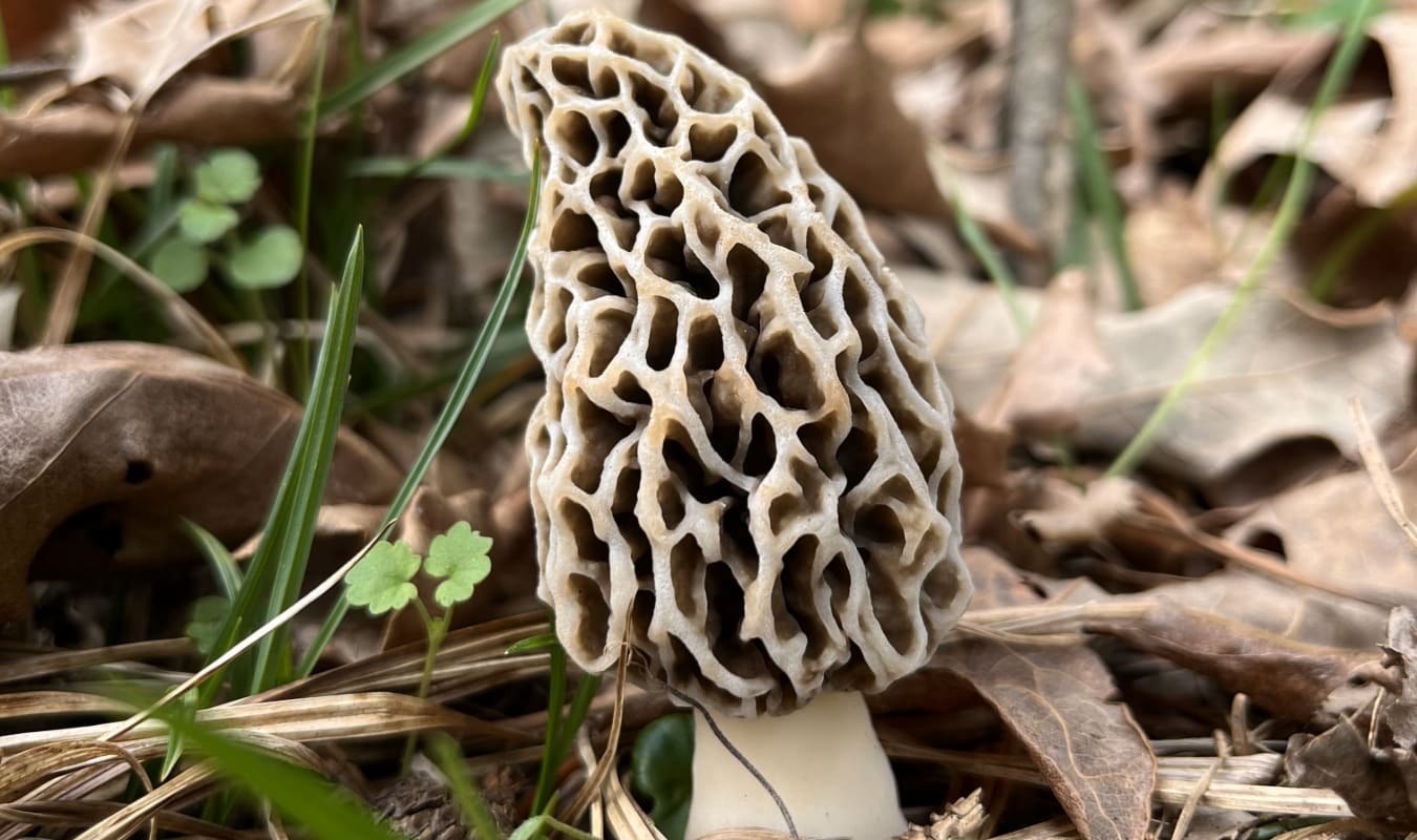 Morel Mushroom Hunting in Kentucky | Bernheim Forest and Arboretum