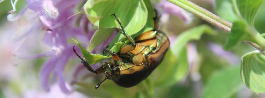 Celebrate Insects at BugFest | Bernheim Forest and Arboretum