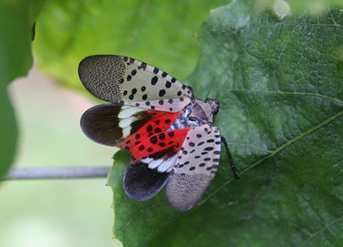 Be on the Lookout: Spotted Lanternfly | Bernheim Forest and Arboretum