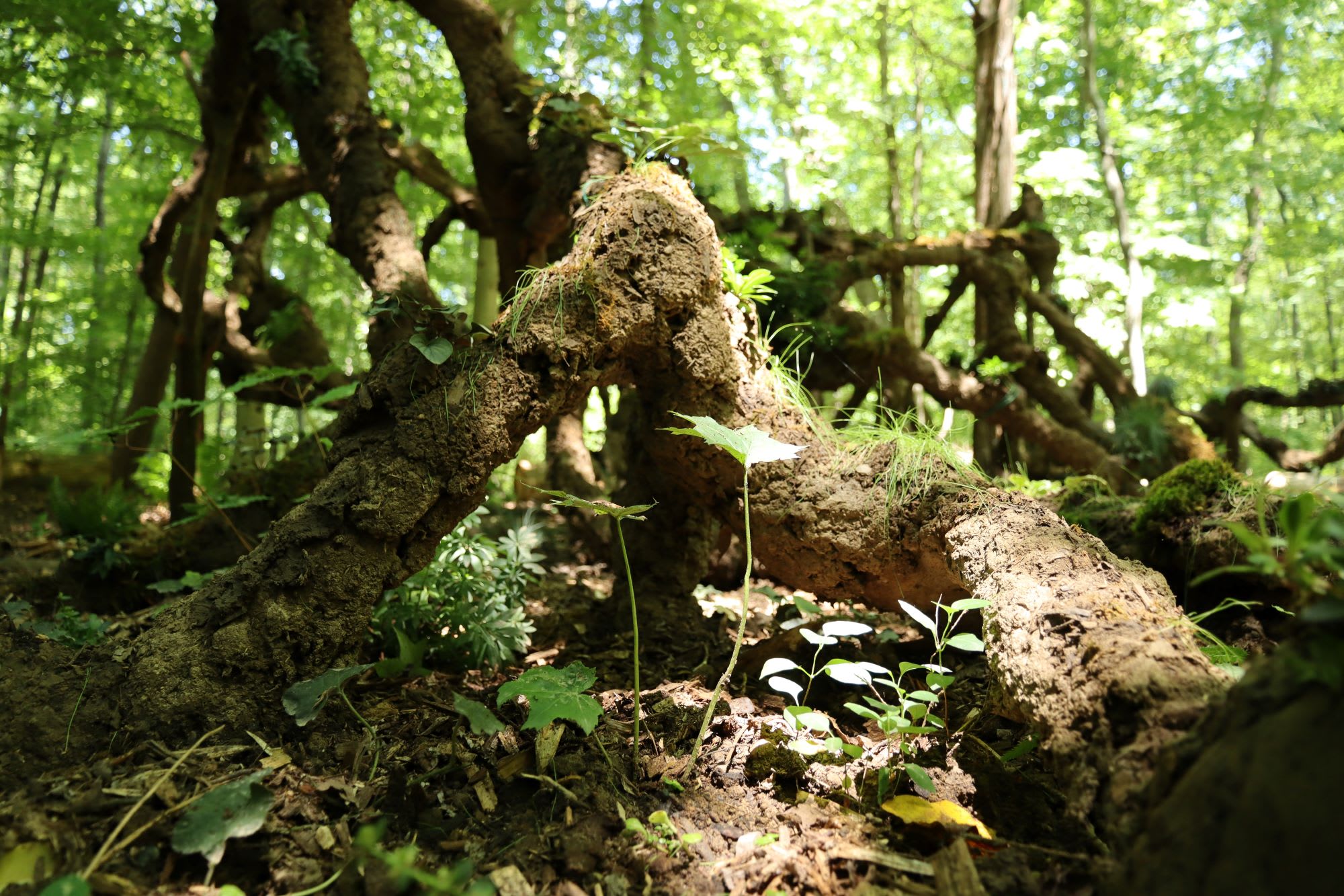 Color, Play, and Discover at L+A+N+D | Bernheim Forest and Arboretum
