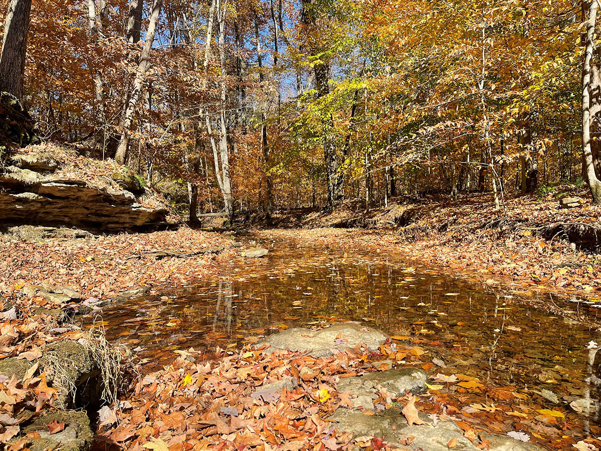 Bernheim Adds 182 Acre Buffalo Creek Tract | Bernheim Forest and Arboretum