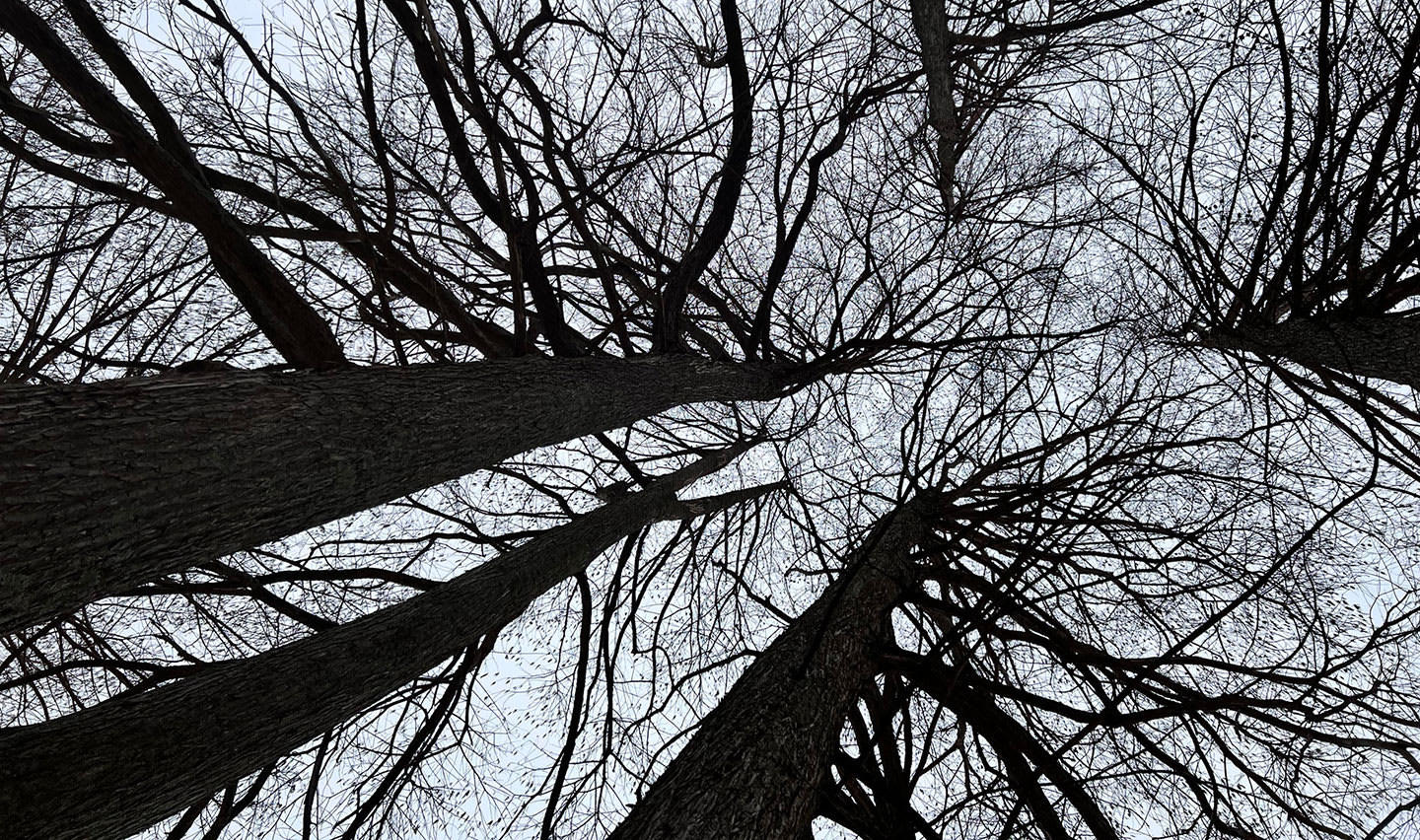 Winter Solstice and Plant Survival | Bernheim Forest and Arboretum