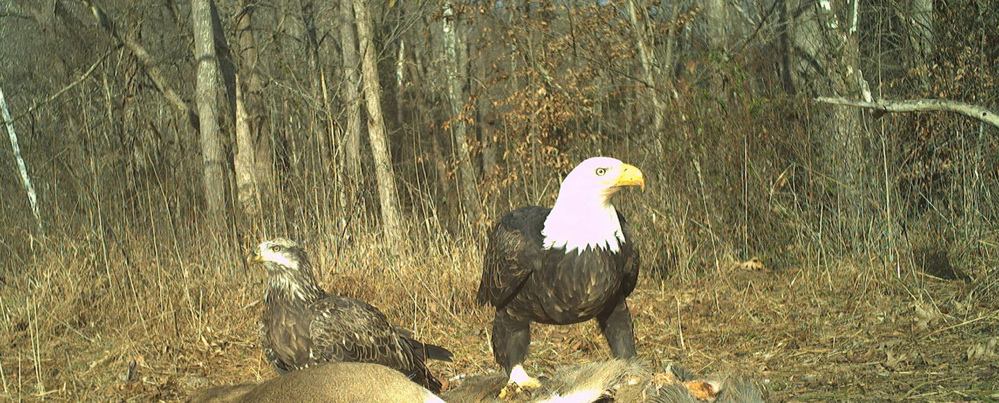 Bald Eagles: A Conservation Success Story | Bernheim Forest and Arboretum
