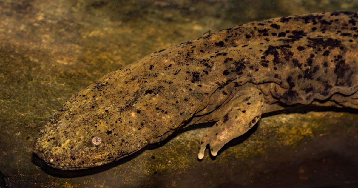 The Eastern Hellbender and Biodiversity's Future | Bernheim Forest and ...