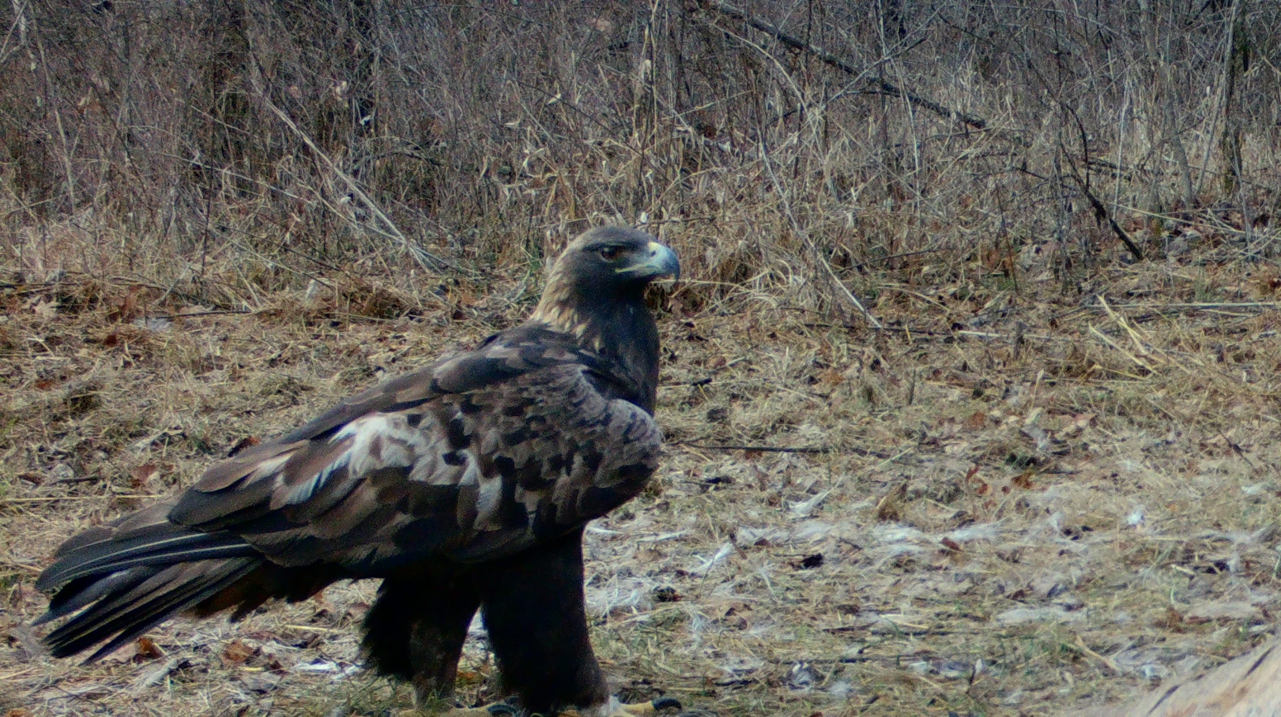 golden eagle migration time