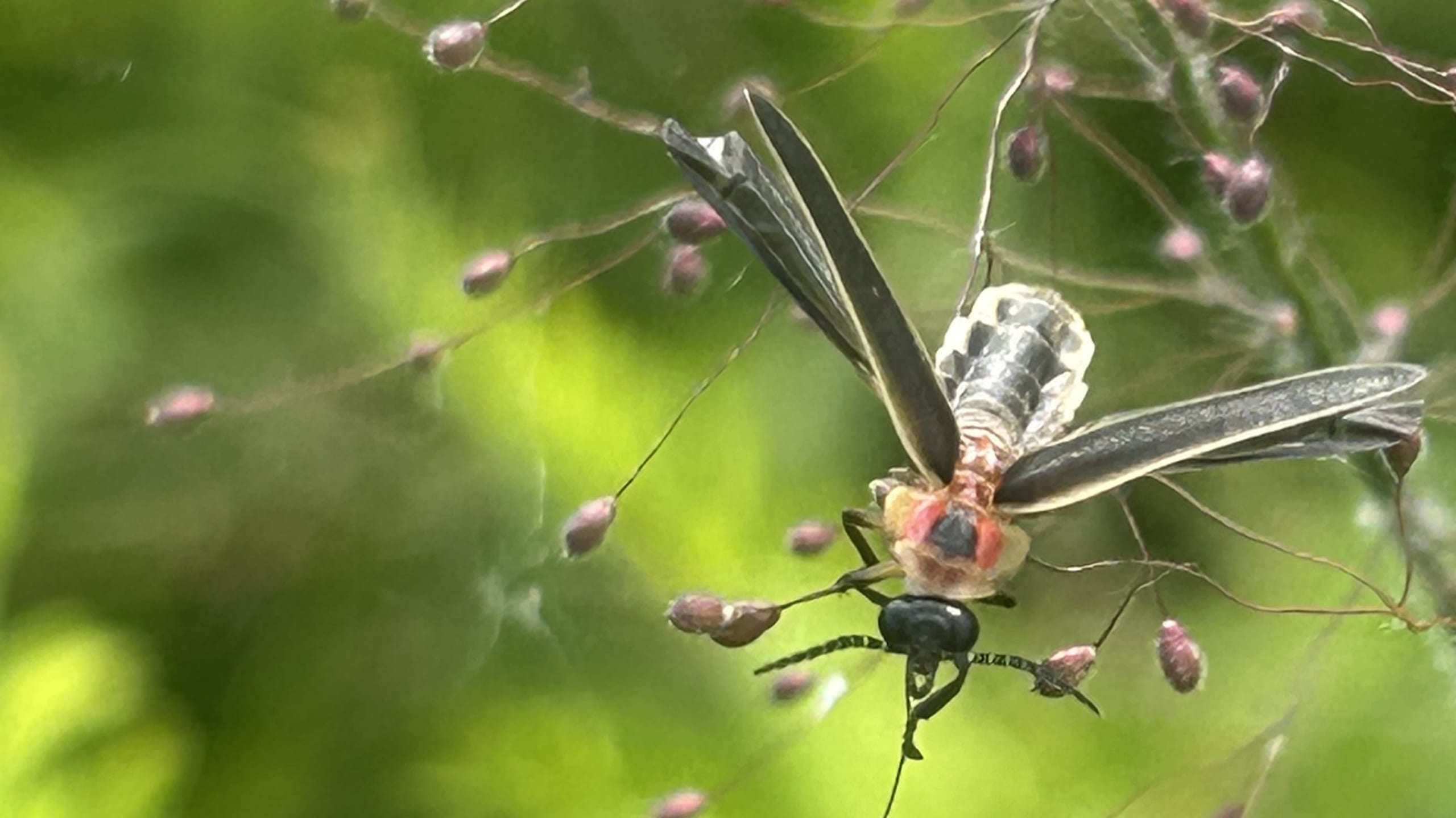More Than a Glow: Fireflies as Pollinators | Bernheim Forest and Arboretum