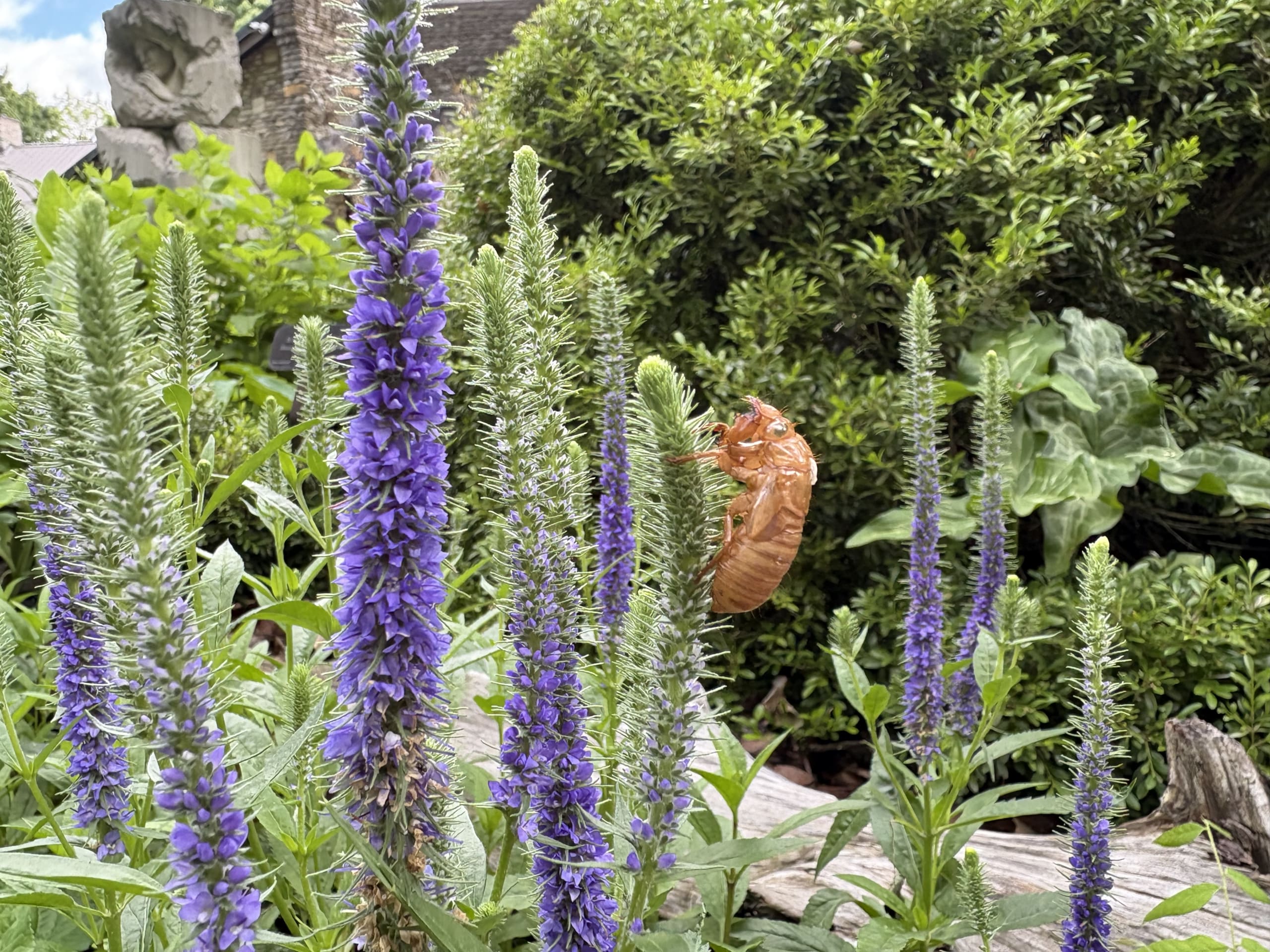 Brood XIV Cicadas: A Bernheim Phenomenon | Bernheim Forest and Arboretum