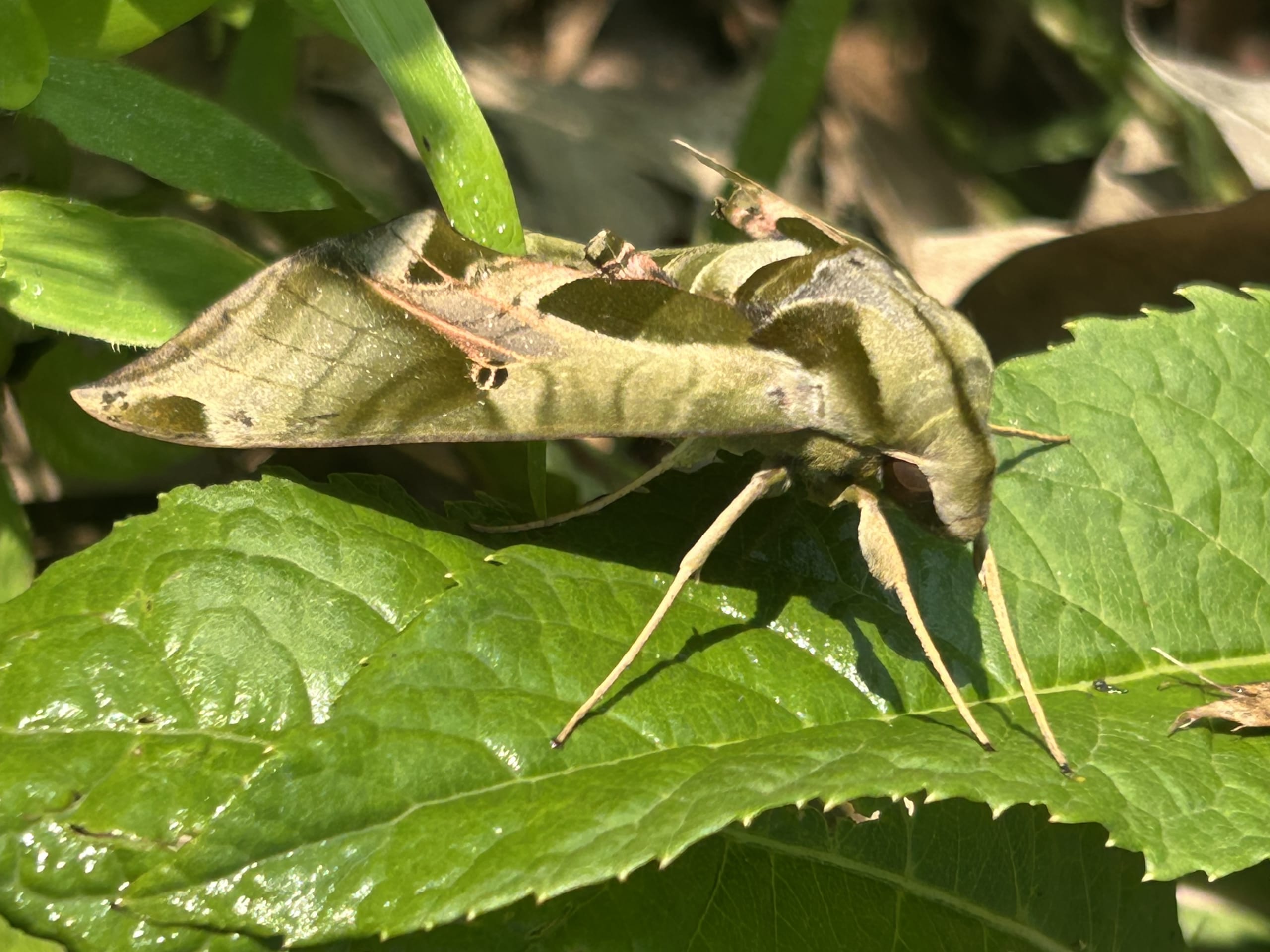Night Shift Pollinators | Bernheim Forest and Arboretum