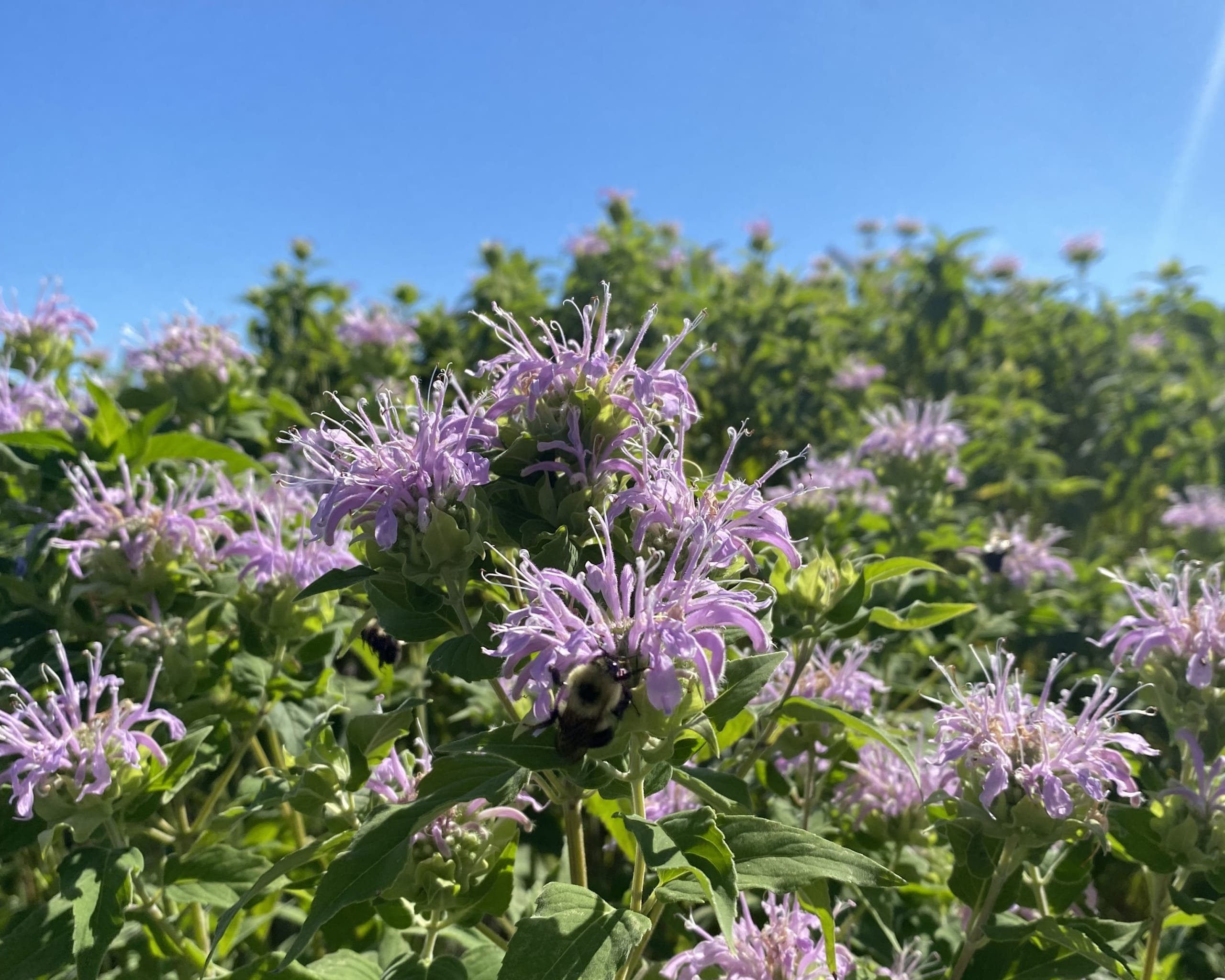 April is Native Plant Month in Kentucky | Bernheim Forest and Arboretum