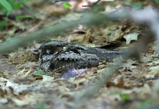 The Enchanted Echoes of the Wonderful Whippoorwill | Bernheim Forest ...