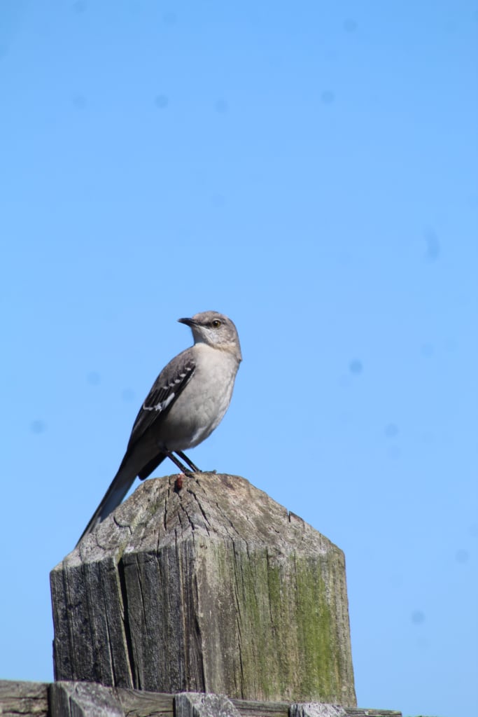 The Northern Mockingbird and its Melodic Mimicry | Bernheim Forest and ...