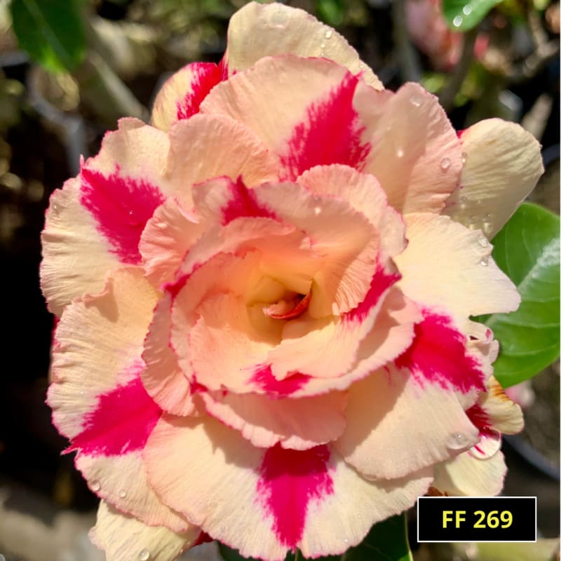 FF269- Rosa do Deserto