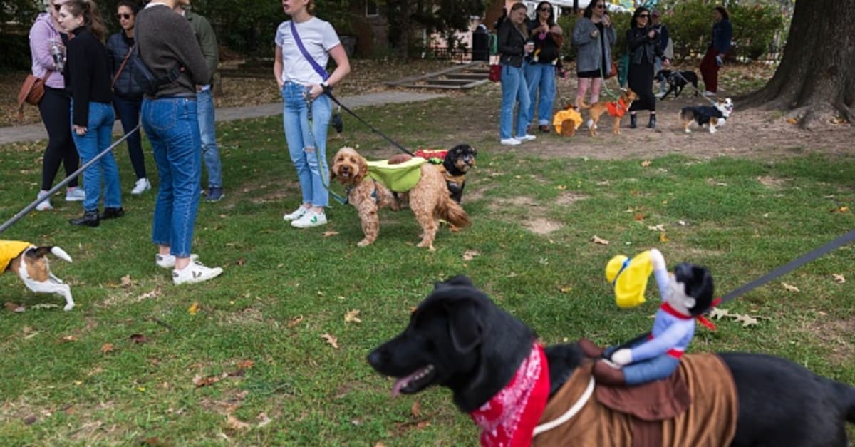 The Do’s and Don’ts of DC Dog Etiquette - City Cast DC