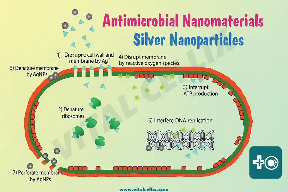 Antimicrobial Nanomaterials: Silver Nanoparticles | Nanotechnology ...
