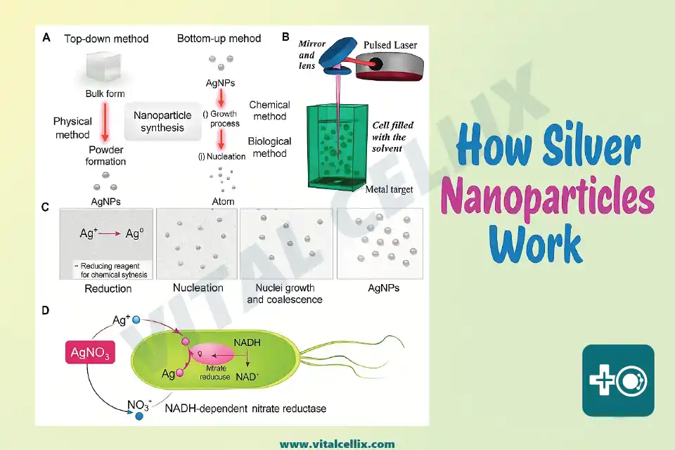 Antimicrobial Nanomaterials: Silver Nanoparticles | Nanotechnology ...