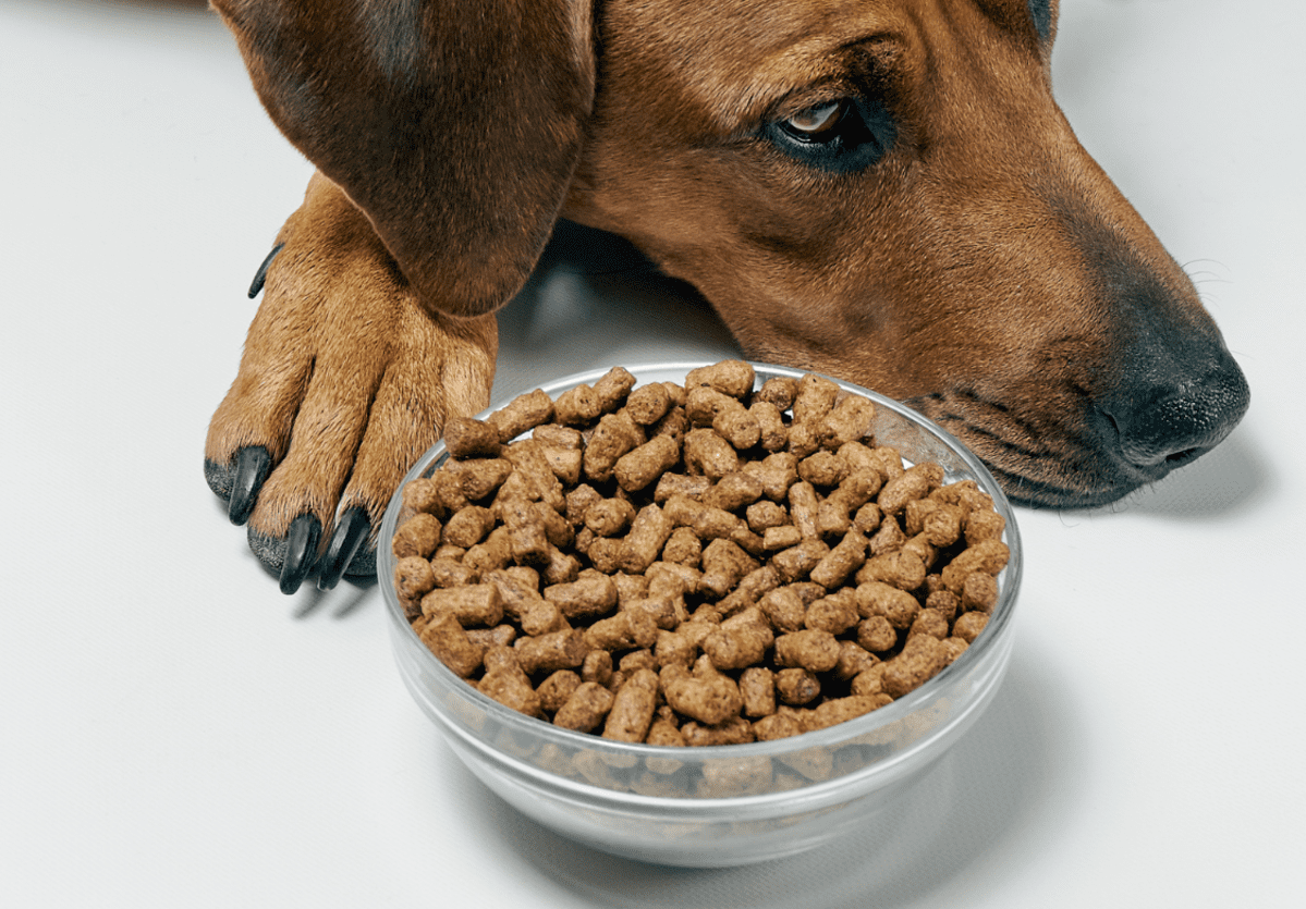 The Best Dry Dog Foods 2026 - Top 10 Dry Dog Foods | Buy Now Guide
