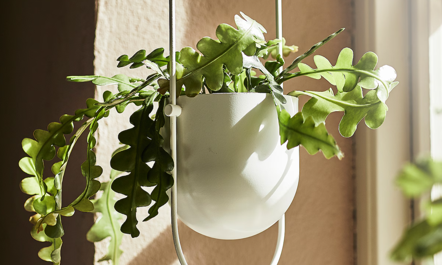 The Best Hanging Planters 2026 - Top 10 Hanging Planters | Buy Now Guide