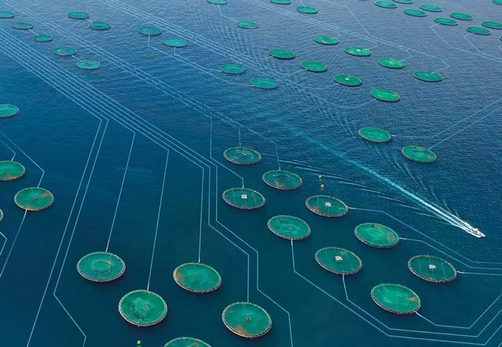 Power of phytase in fish nutrition and sustainable aquaculture | The ...