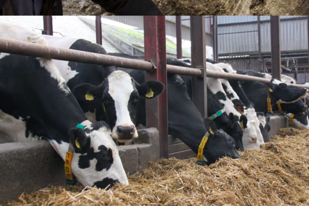 NIR Service | Assess feed quality