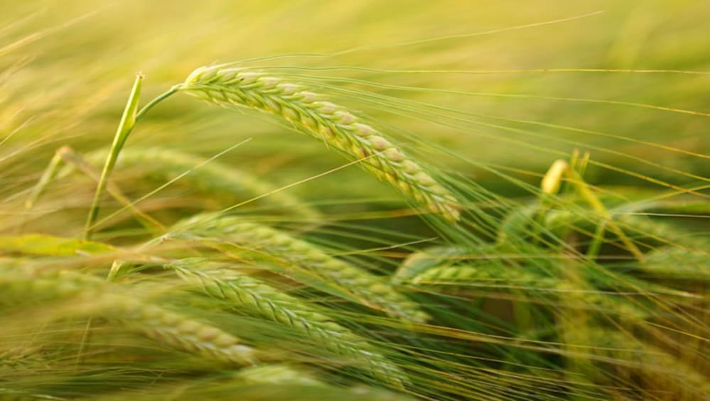 Econase GT | Improving nutrient digestibility & reducing viscosity