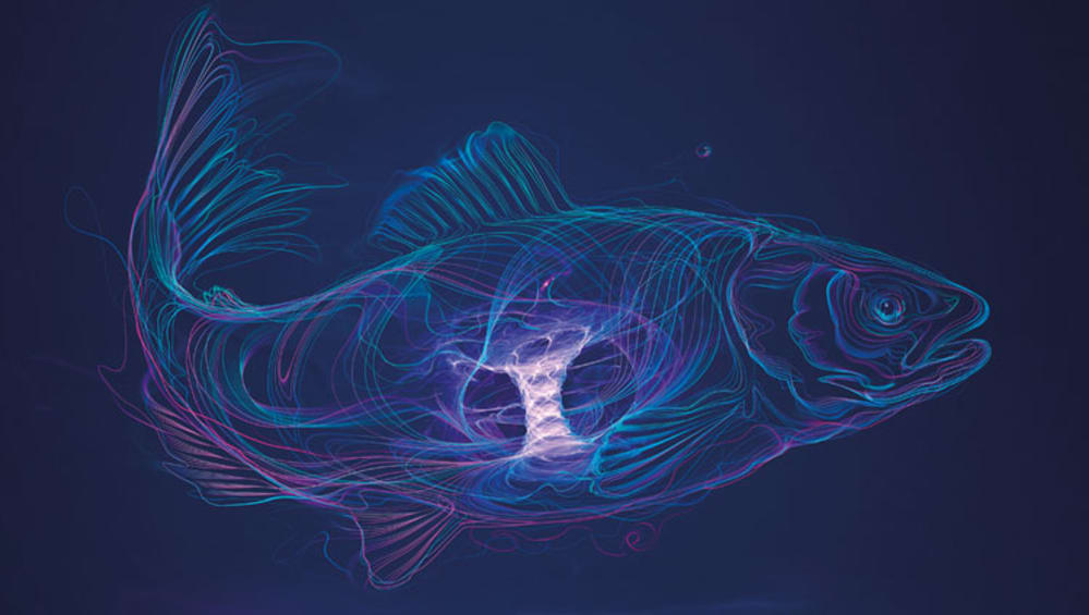 Aqua | Promoting effective aquaculture nutrition