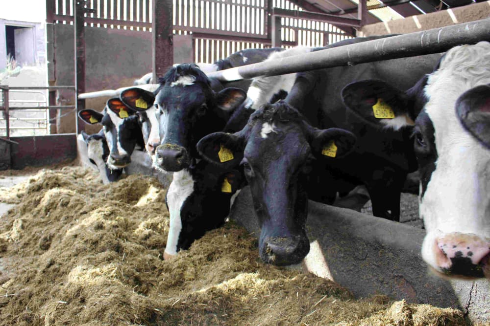 Maximising the value of forage to reduce feed cost and improve ...