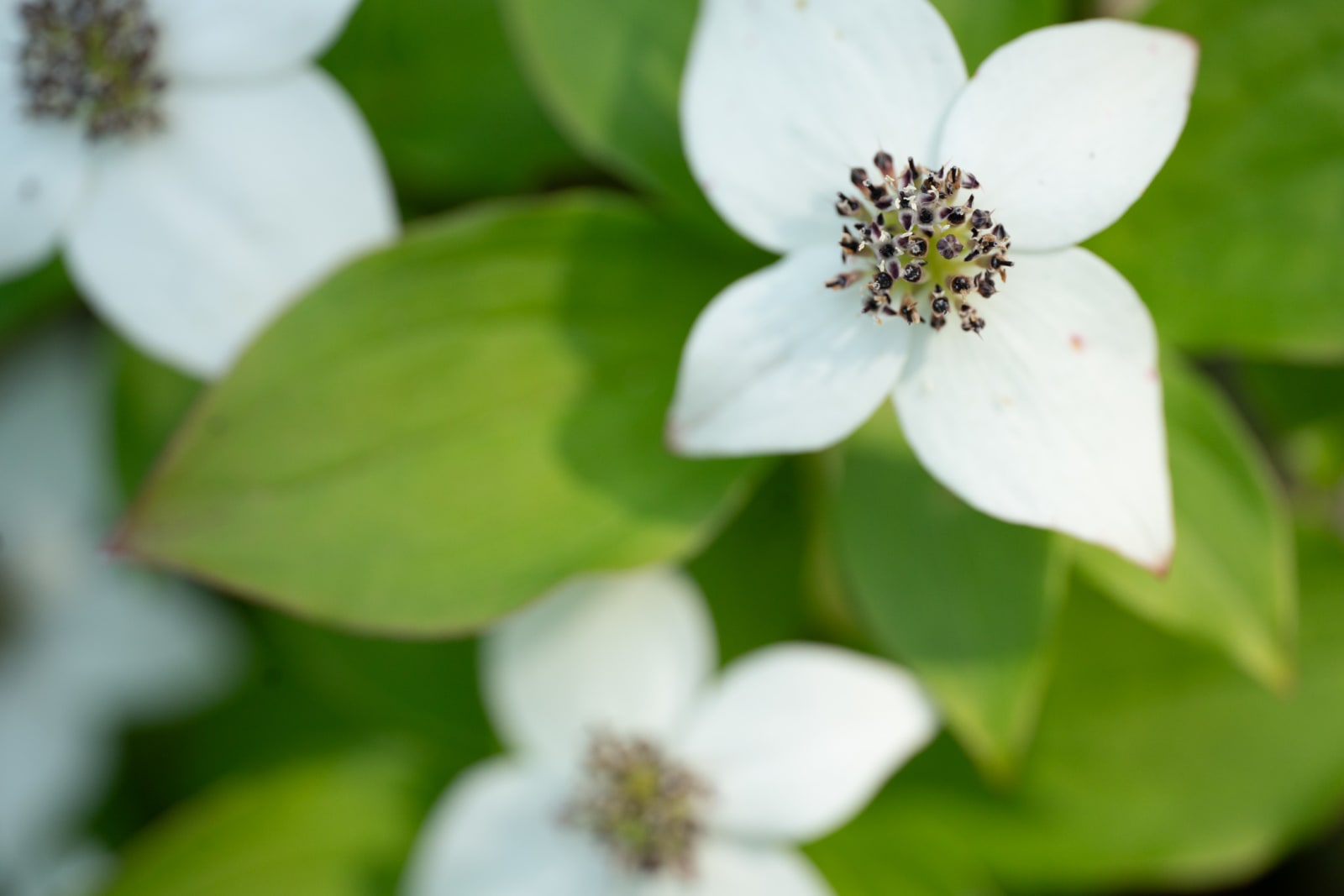 Circle of Silver: Perseverance - Pivot Cycles