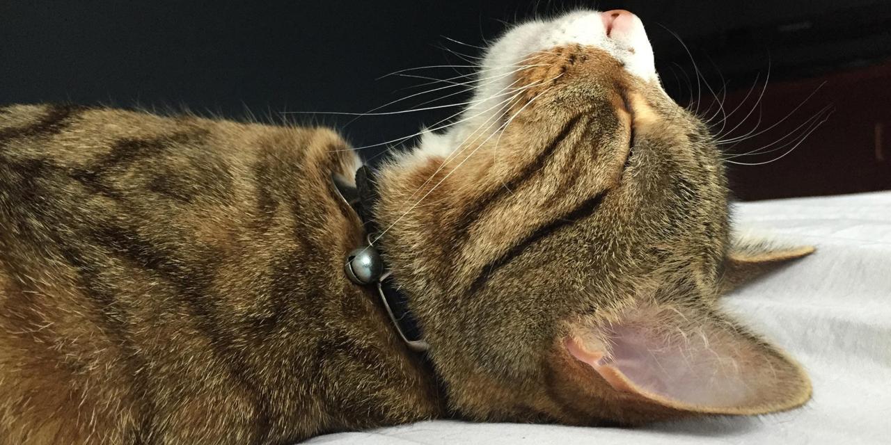 Why Do Cats Disappear When They Are About To Die 