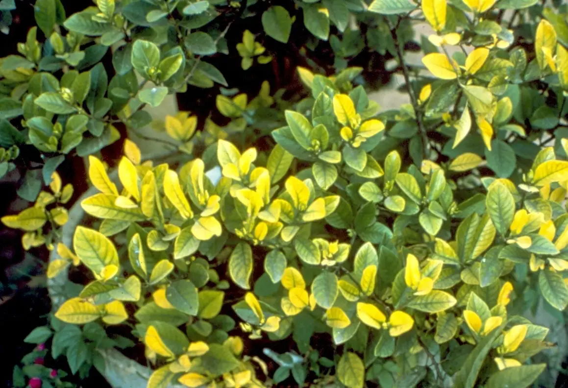 Gardenia Leaves Yellow With Green Veins? 4 Causes & Simple Fixes