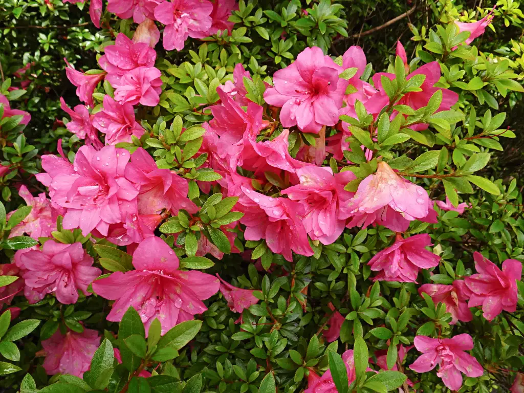 When & How to Fertilize Azaleas — In 5 Simple Steps