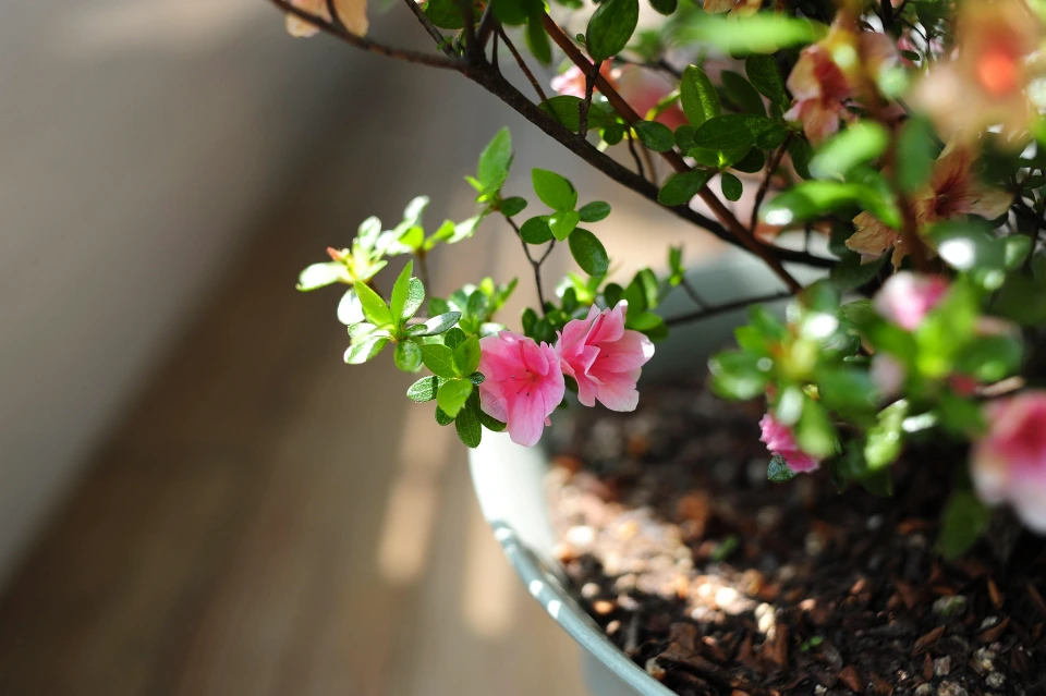 How to Care for Azaleas in Pots Outdoors — 5 Key Tips