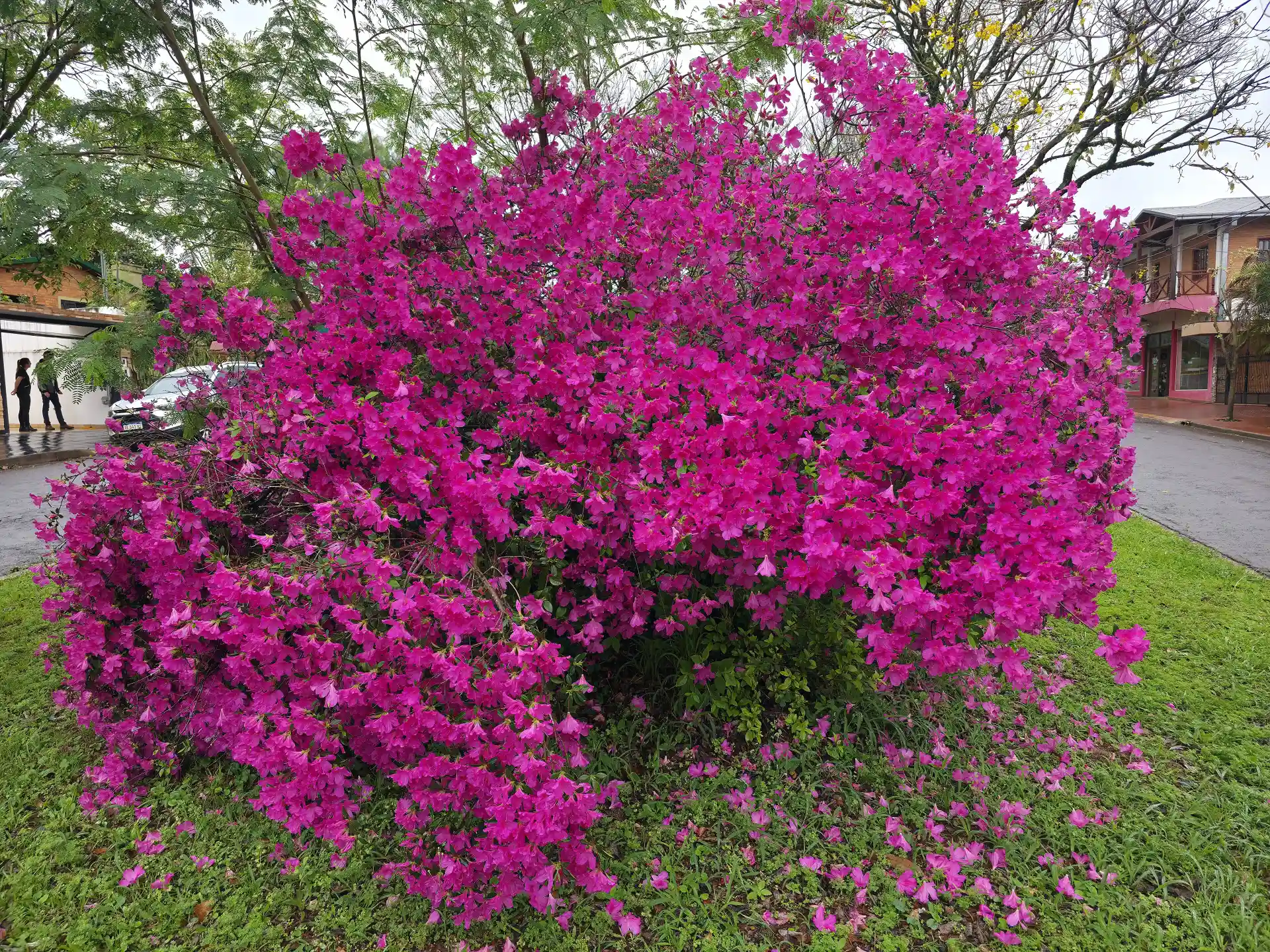 When & How to Prune Azaleas — 5 Simple Steps