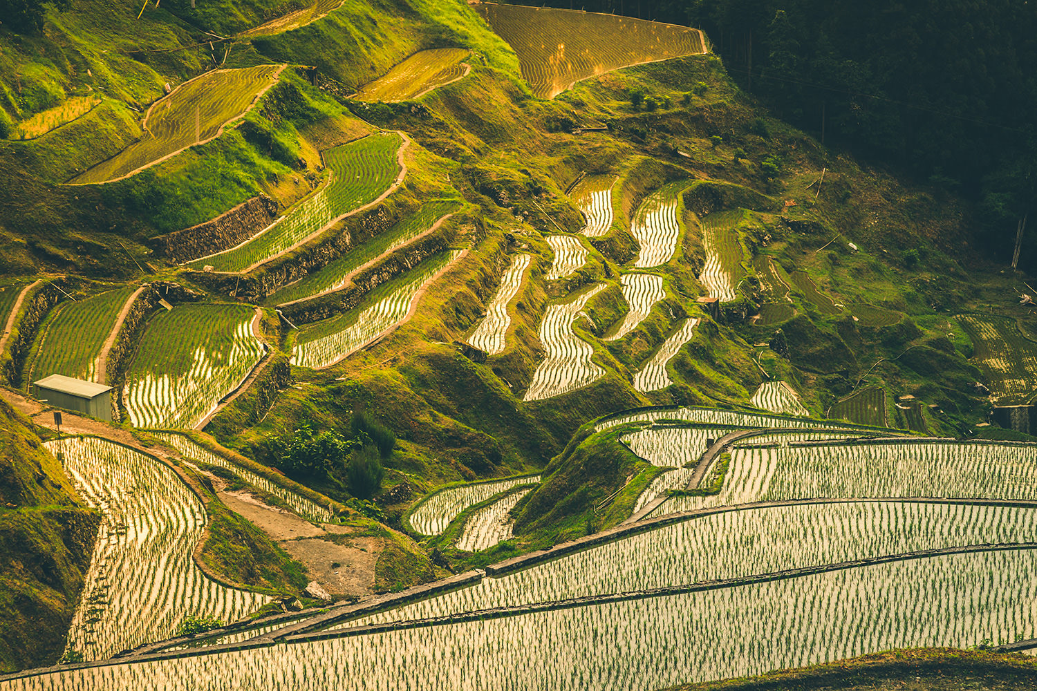 Izumidani Terraced Rice Fields | Things to Do | Visit Ehime Japan