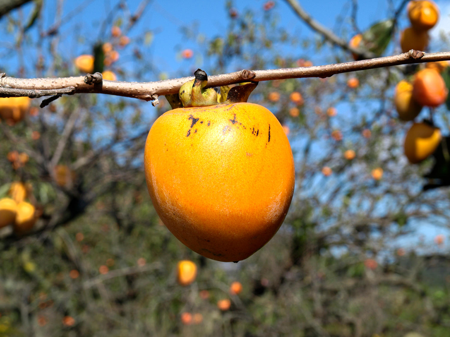 Tanbara Mogitate Fruit Picking Club | Things to Do | Visit Ehime Japan