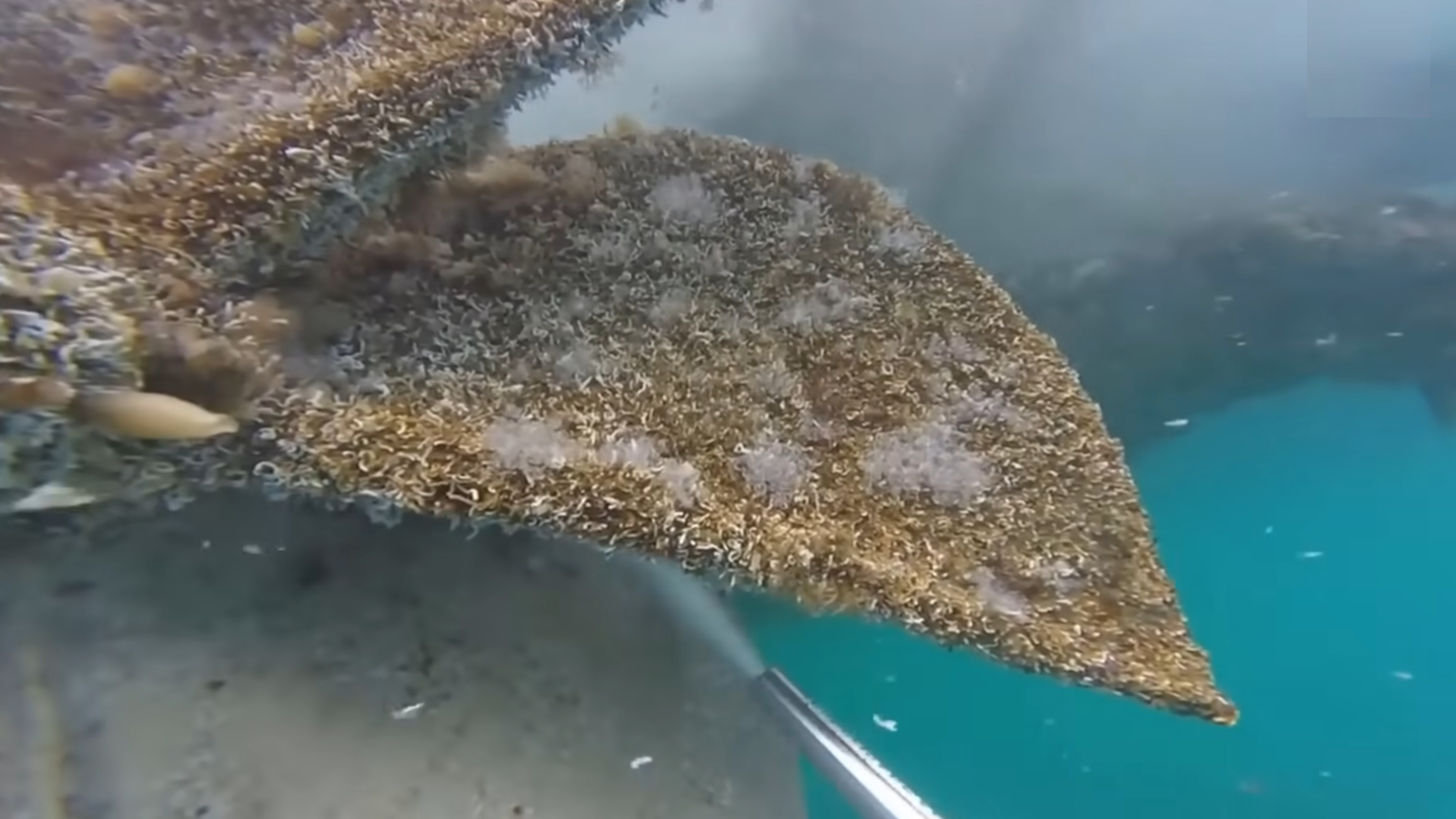 Ship Anti-Fouling and Prevention of Marine Growth on Hull