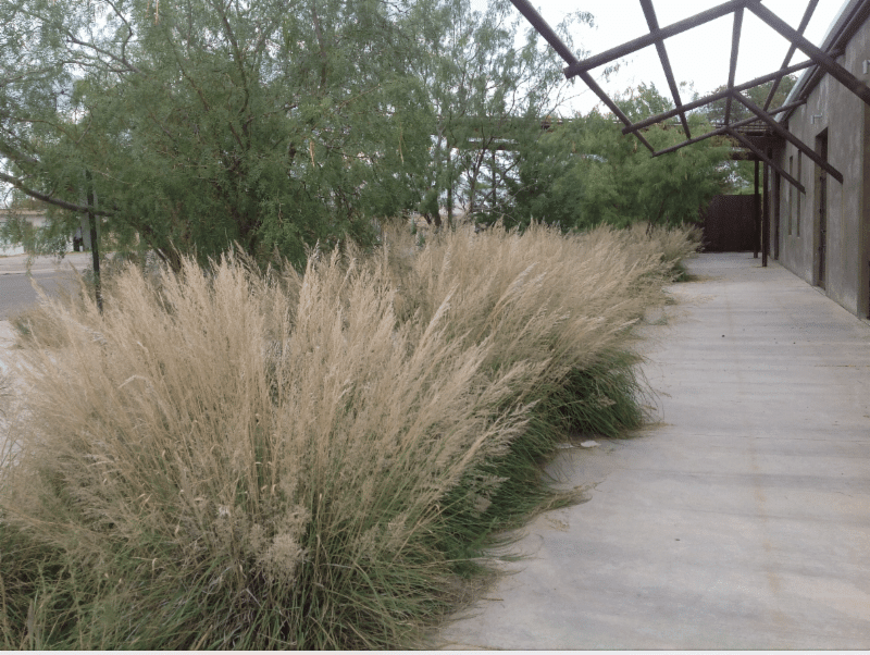 Great plants for Fall and Winter | The Desert Horticultural Society of ...