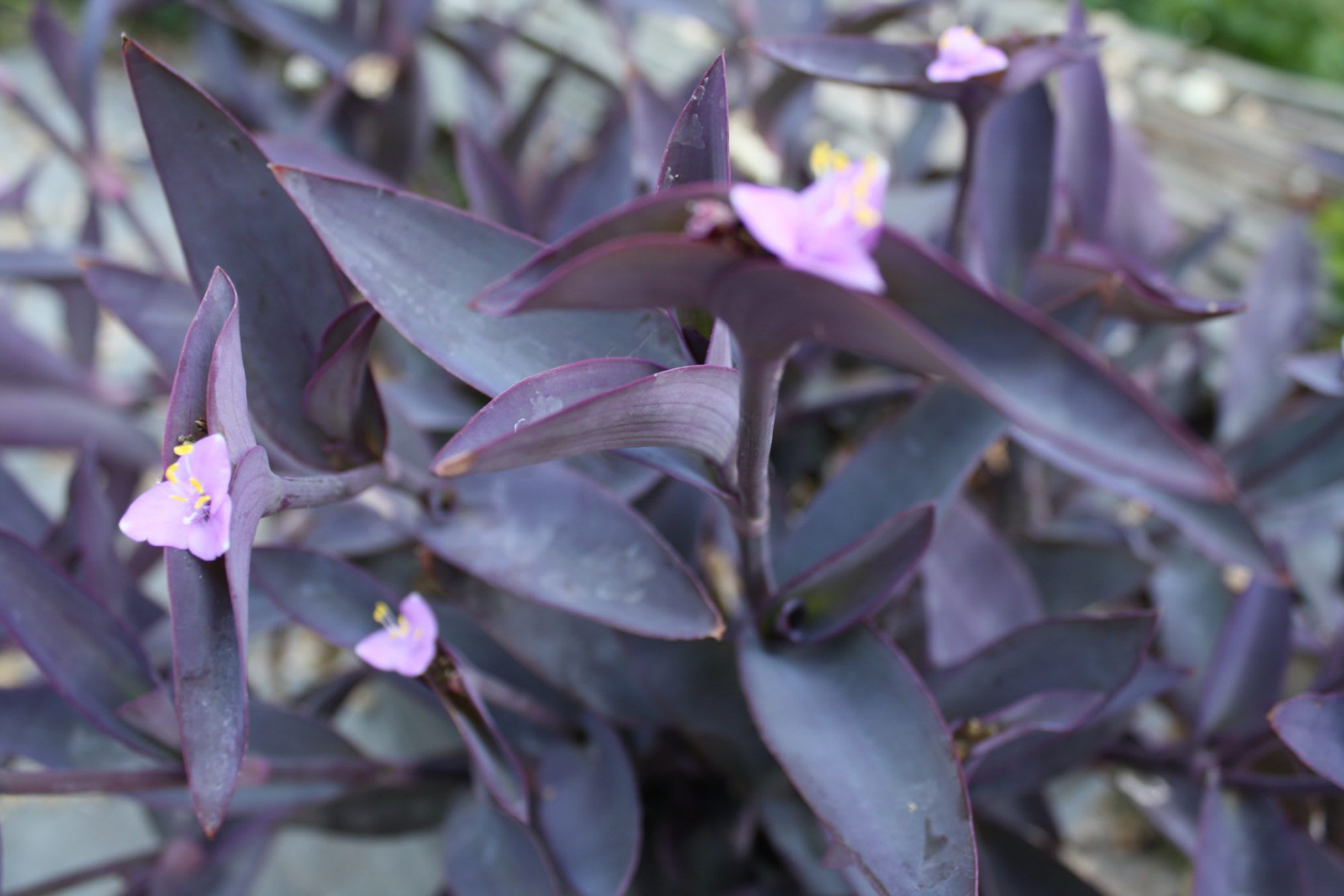 Plant of the Month: Purple Heart | The Desert Horticultural Society of ...