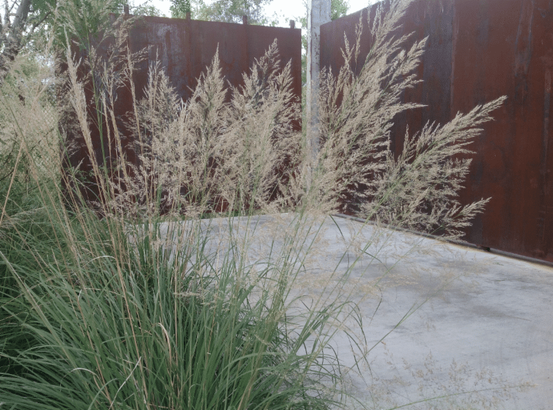 Great plants for Fall and Winter | The Desert Horticultural Society of ...