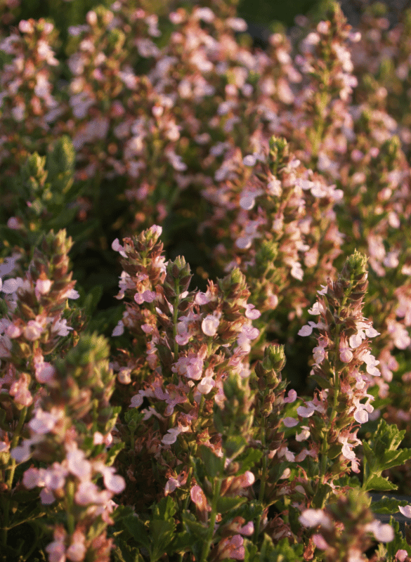 Great plants for Fall and Winter | The Desert Horticultural Society of ...