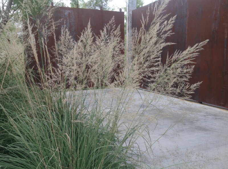 Muhlenbergia Emersleyi
