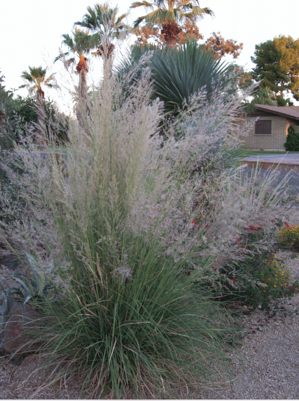 Muhlenbergia Emersleyi