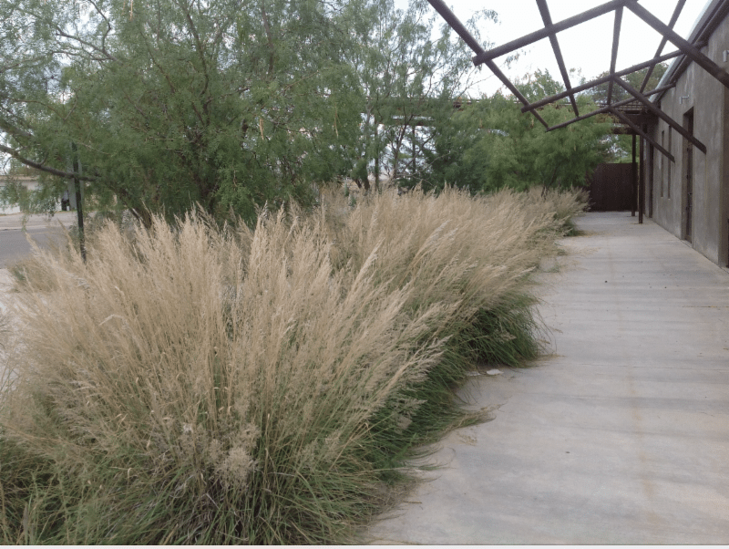 Muhlenbergia Emersleyi