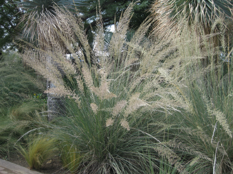 Muhlenbergia Emersleyi