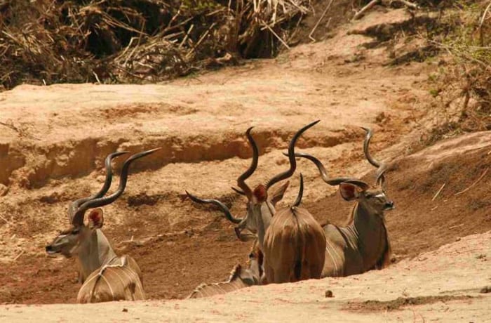 Game Drives | Nsobe Game Camp