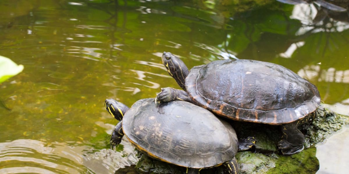 Two Turtles, and a Lesson in Humanity
