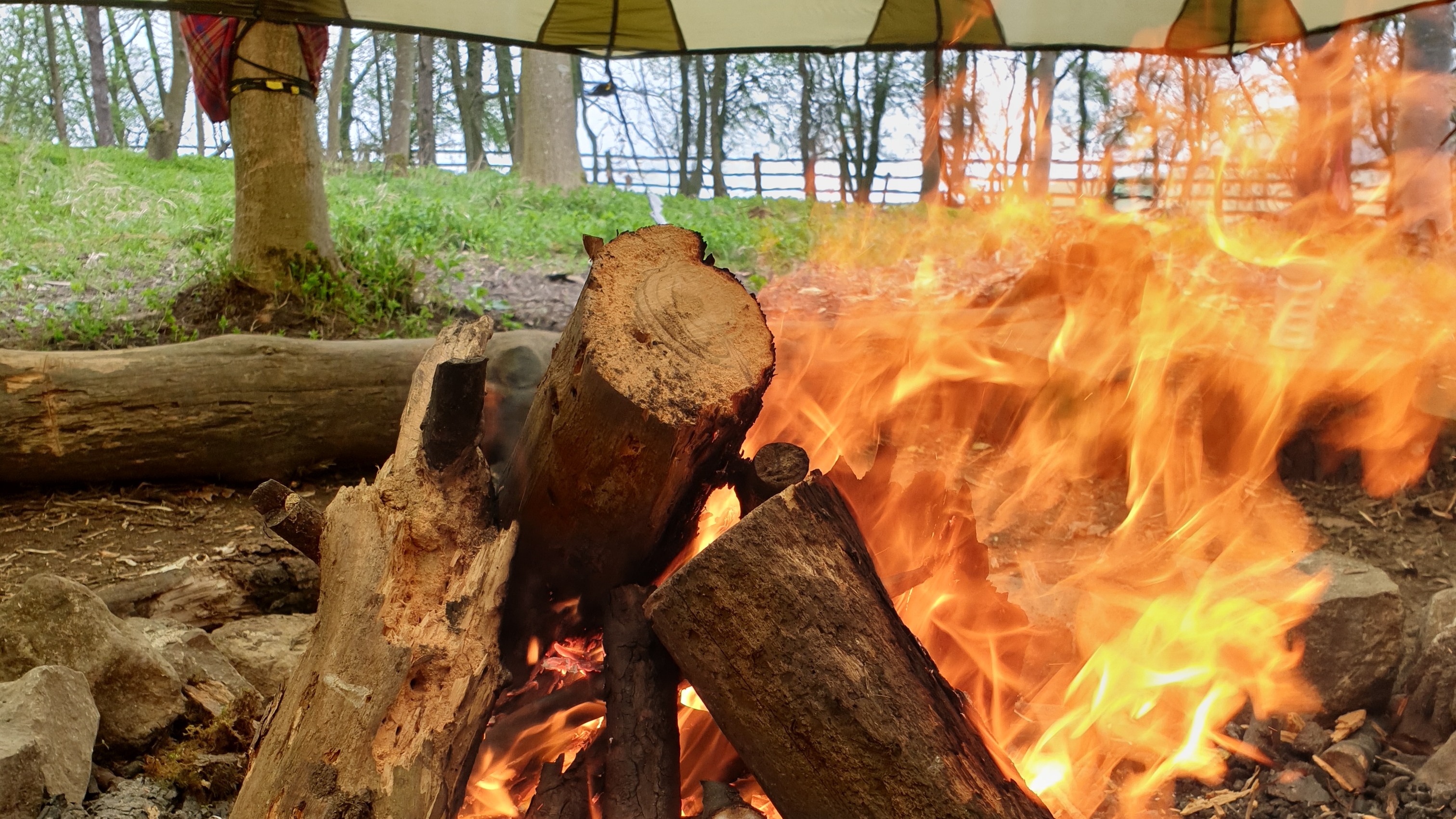 Wild Explorers | Pebble